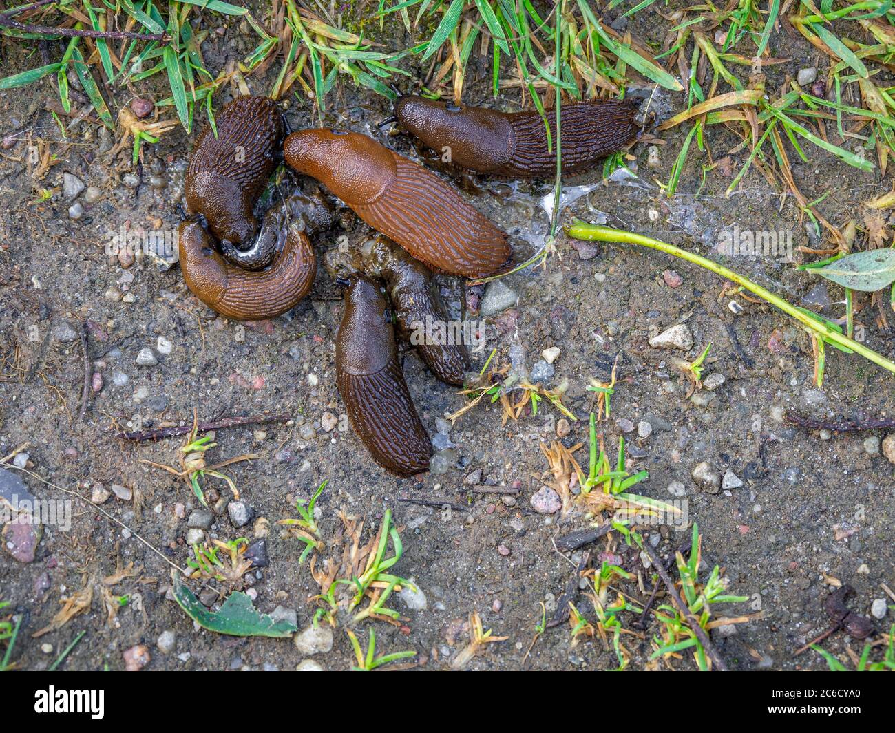 Slugs mating hi-res stock photography and images - Alamy
