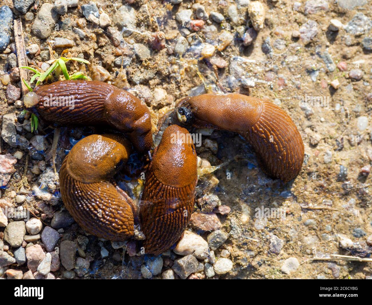 brown slugs mating on a sidewalk Stock Photo - Alamy