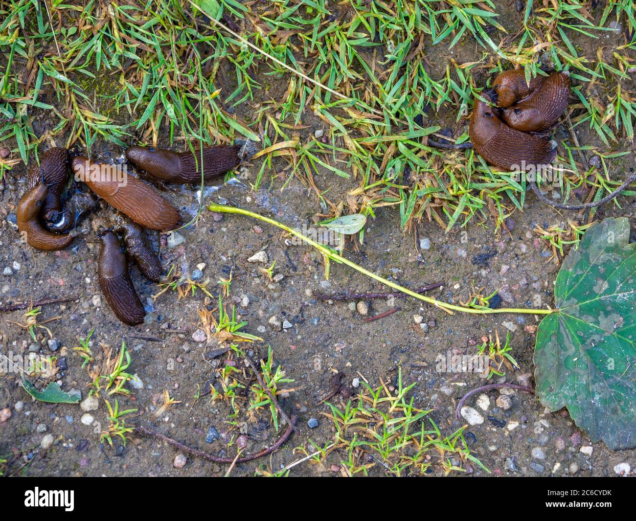 Slugs Mating High Resolution Stock Photography and Images - Alamy