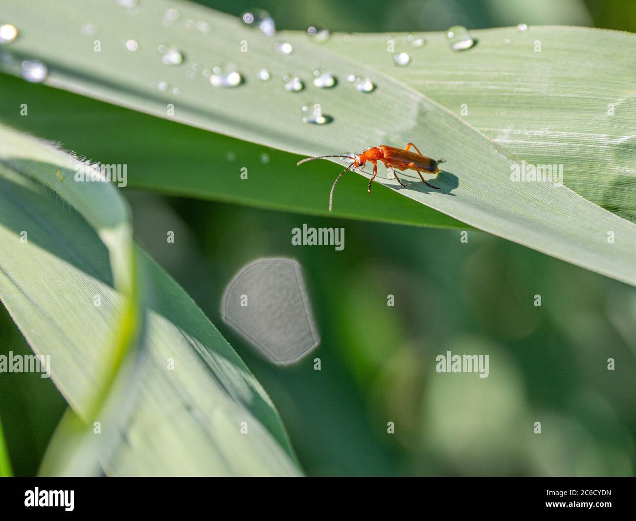 Bright red beetle stands hi-res stock photography and images - Alamy