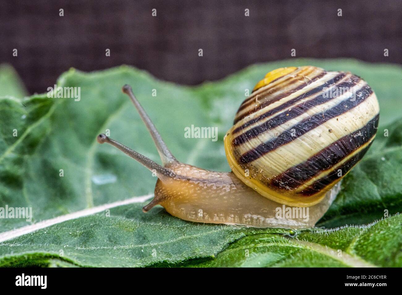 Burgundy snail Helix on the forest surface in natural environment macro ...