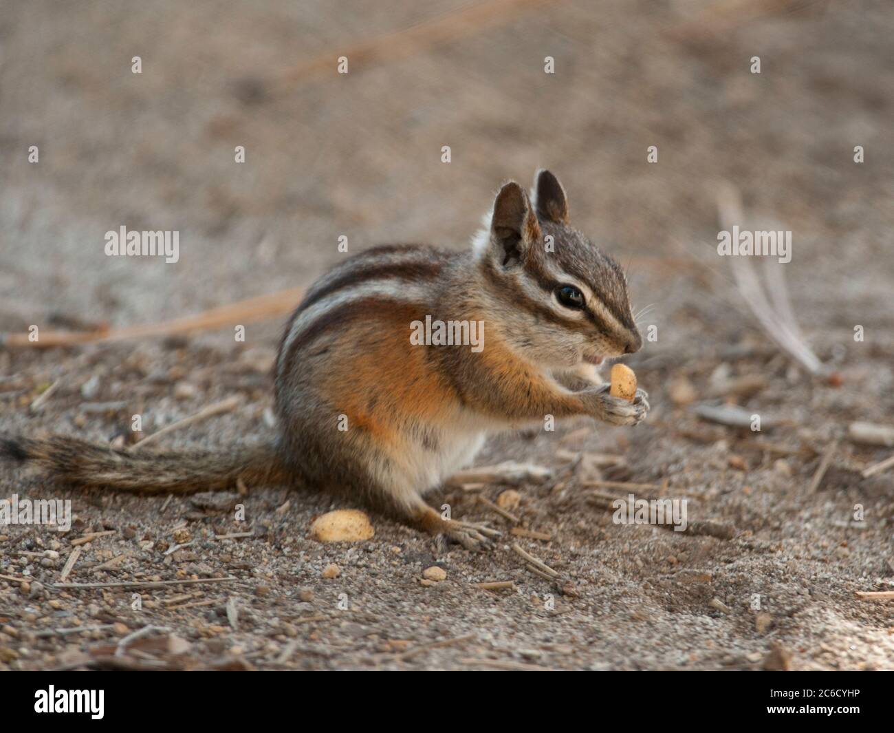 Pine species hi-res stock photography and images - Alamy