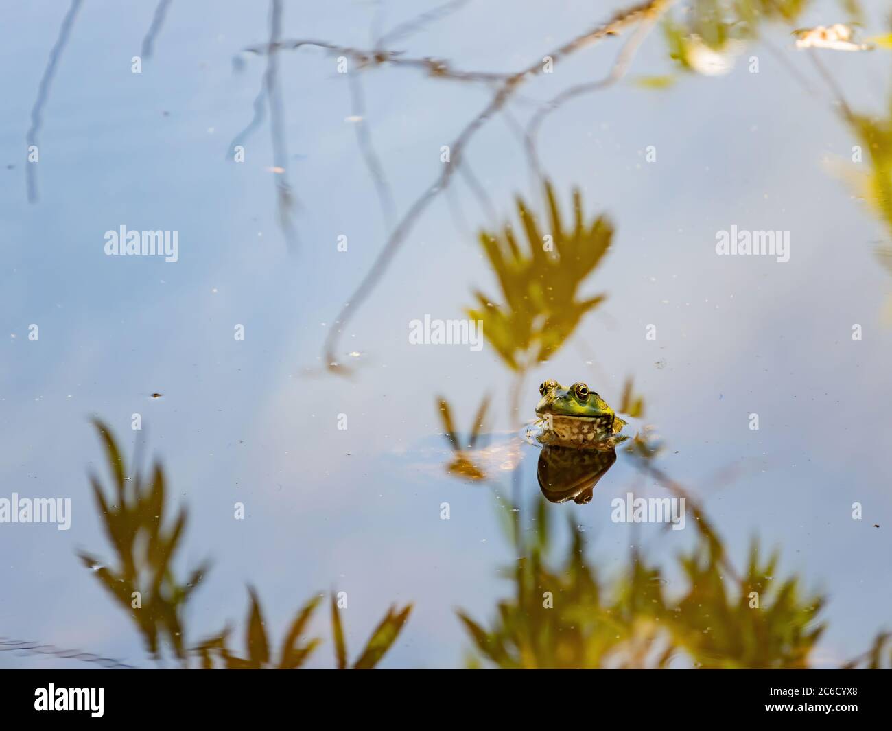 Closeup shot american bullfrog hi-res stock photography and images - Alamy