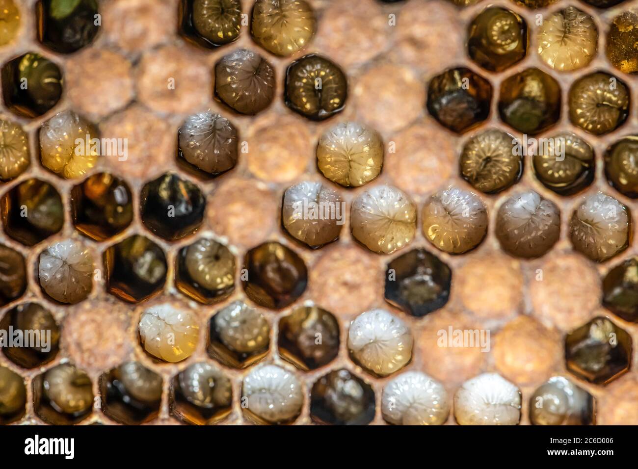 Wax worms hi-res stock photography and images - Alamy