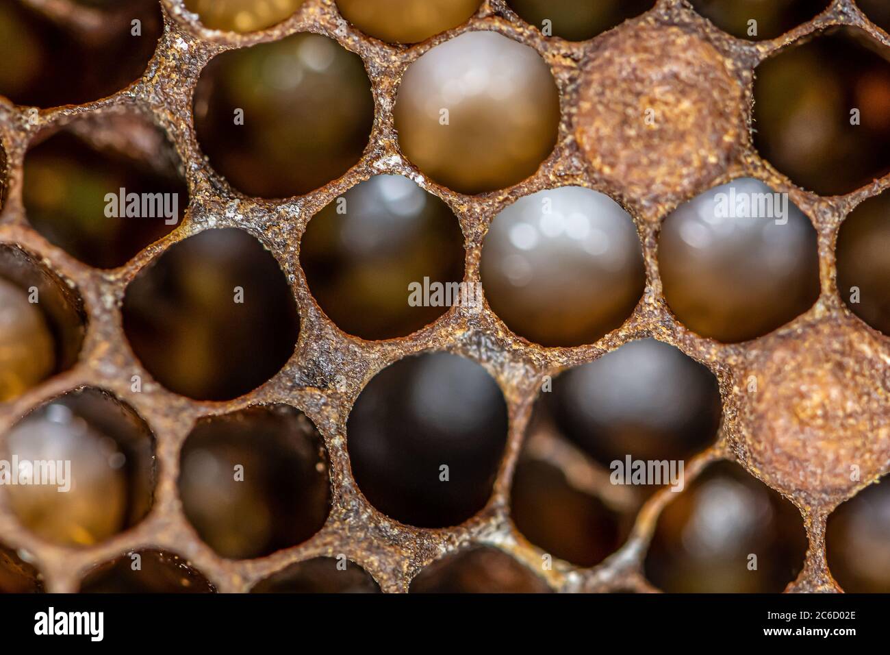 Honey bee beehive Wax Frame with bees breed, eggs and worms next ...