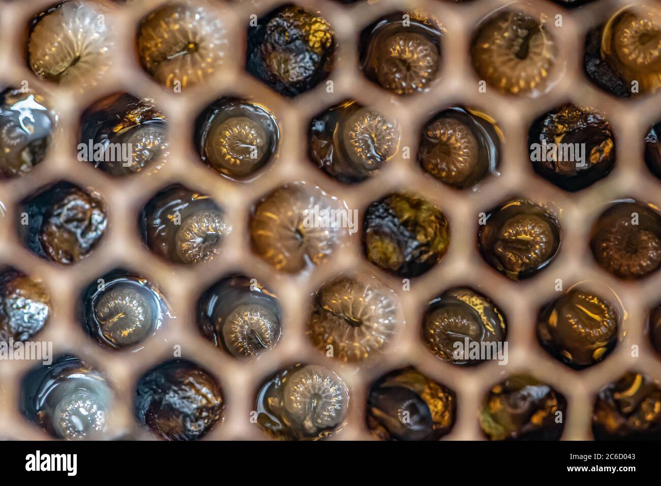 Honey bee beehive Wax Frame with bees breed, eggs and worms next ...