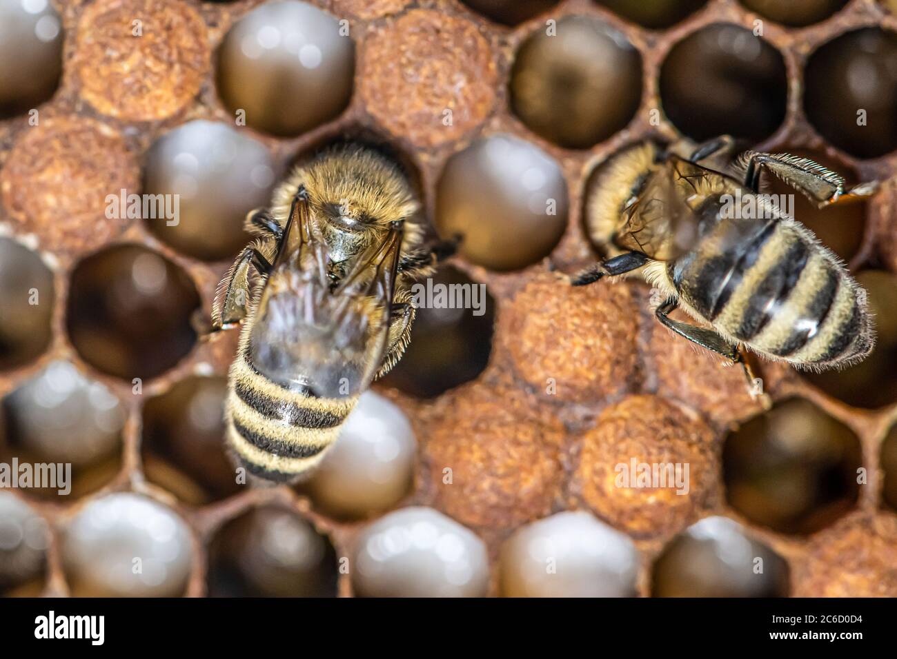 Honey bee beehive Wax Frame with bees breed, eggs and worms next ...
