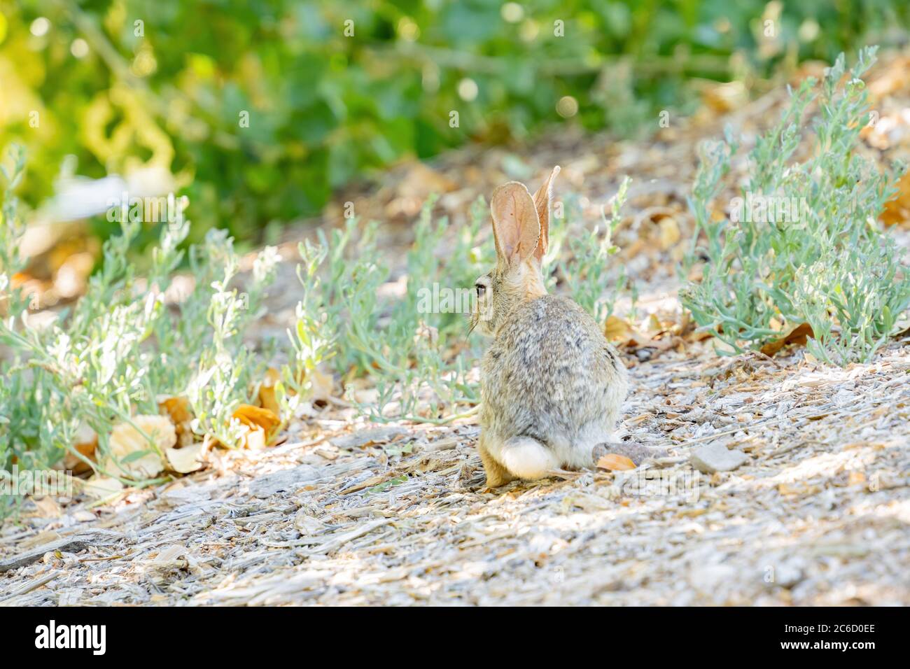 Close up shot of a cute Cottontail rabbit at Las Vegas, Nevada Stock ...