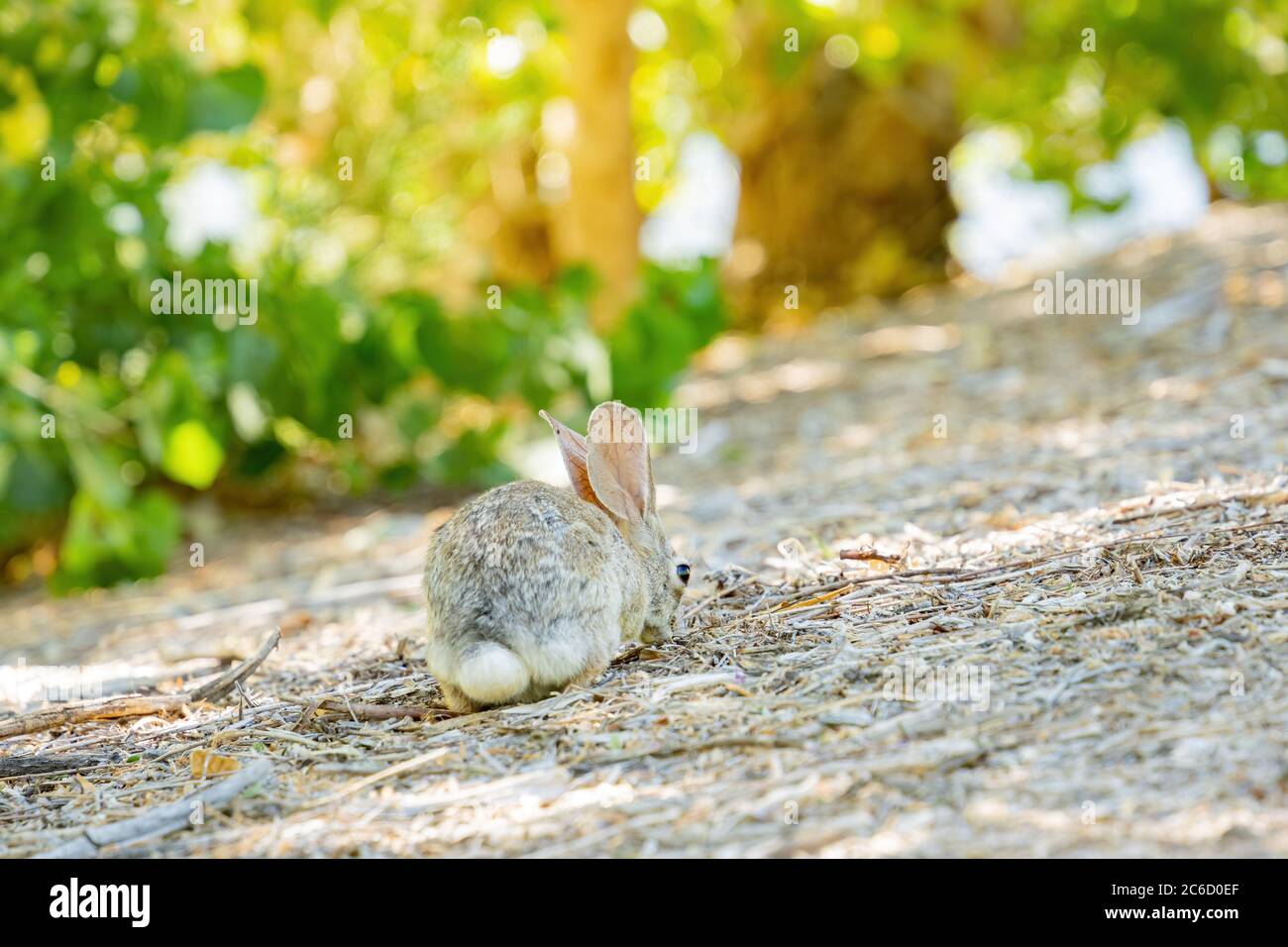 Close up shot of a cute Cottontail rabbit at Las Vegas, Nevada Stock ...