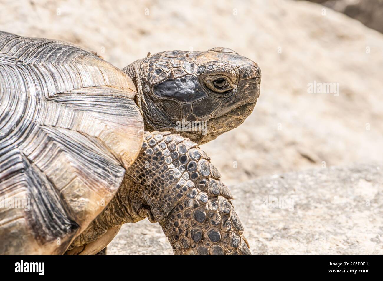 Turtle Testudo Marginata european landturtle closeup wildlife free ...
