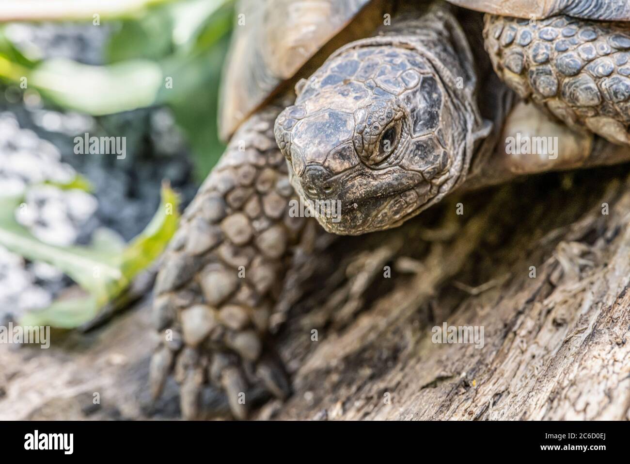 Turtle Testudo Marginata european landturtle closeup wildlife free ...