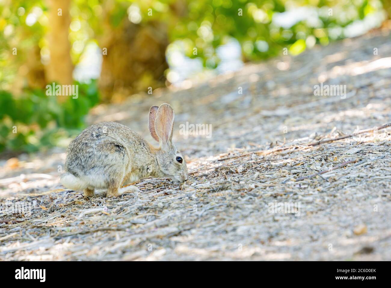Audubons cottontail rabbits hi-res stock photography and images - Alamy