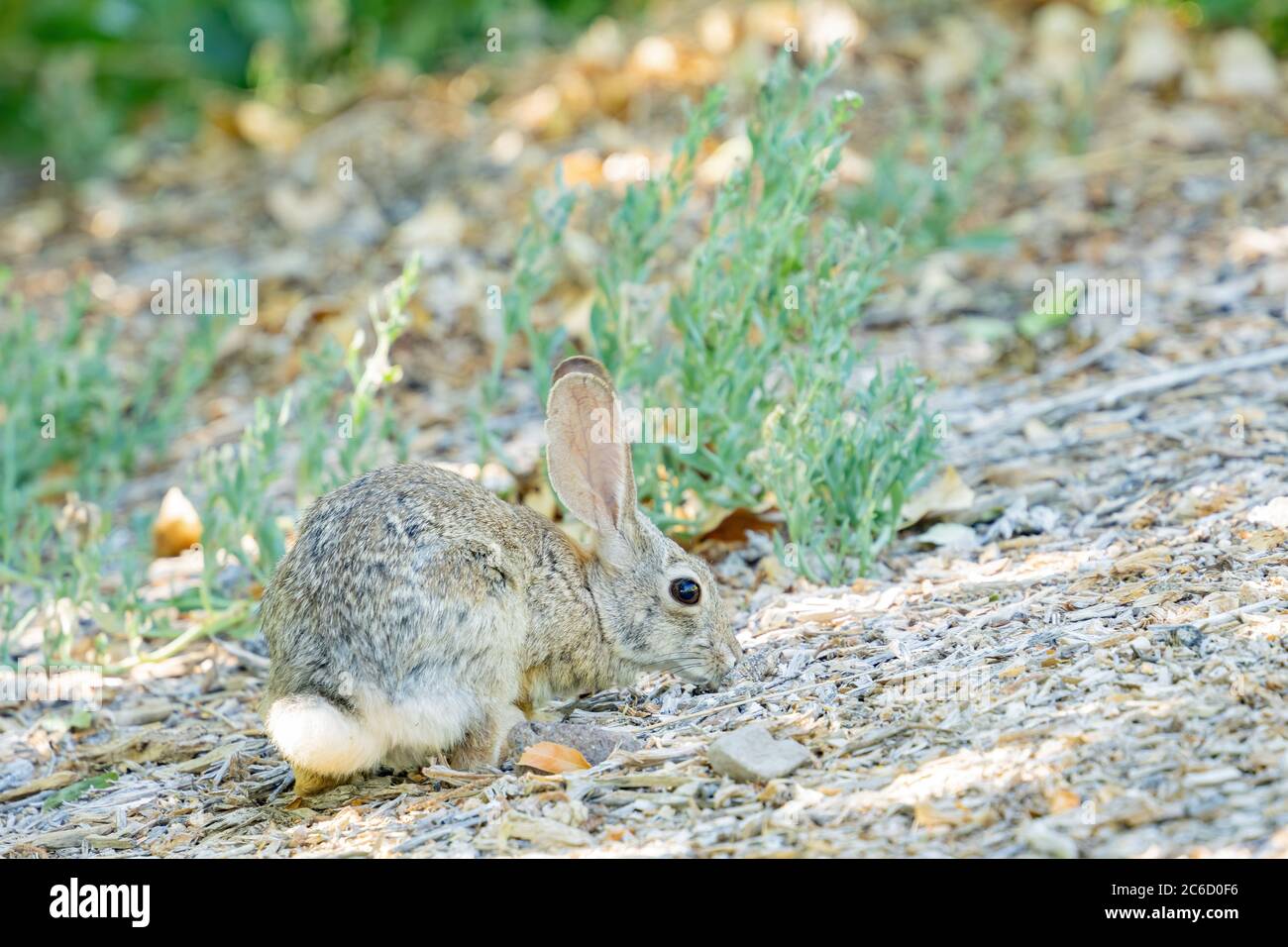 Audubons cottontail rabbits hi-res stock photography and images - Alamy
