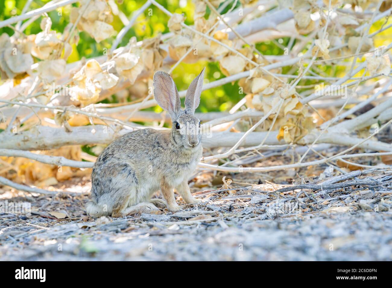 Black tailed jackrabbit las vegas hi-res stock photography and images ...