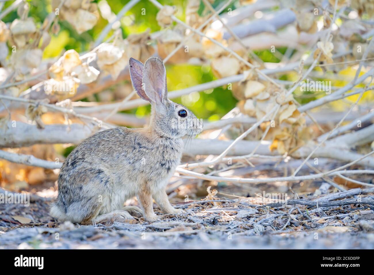 Audubons cottontail rabbits hi-res stock photography and images - Alamy