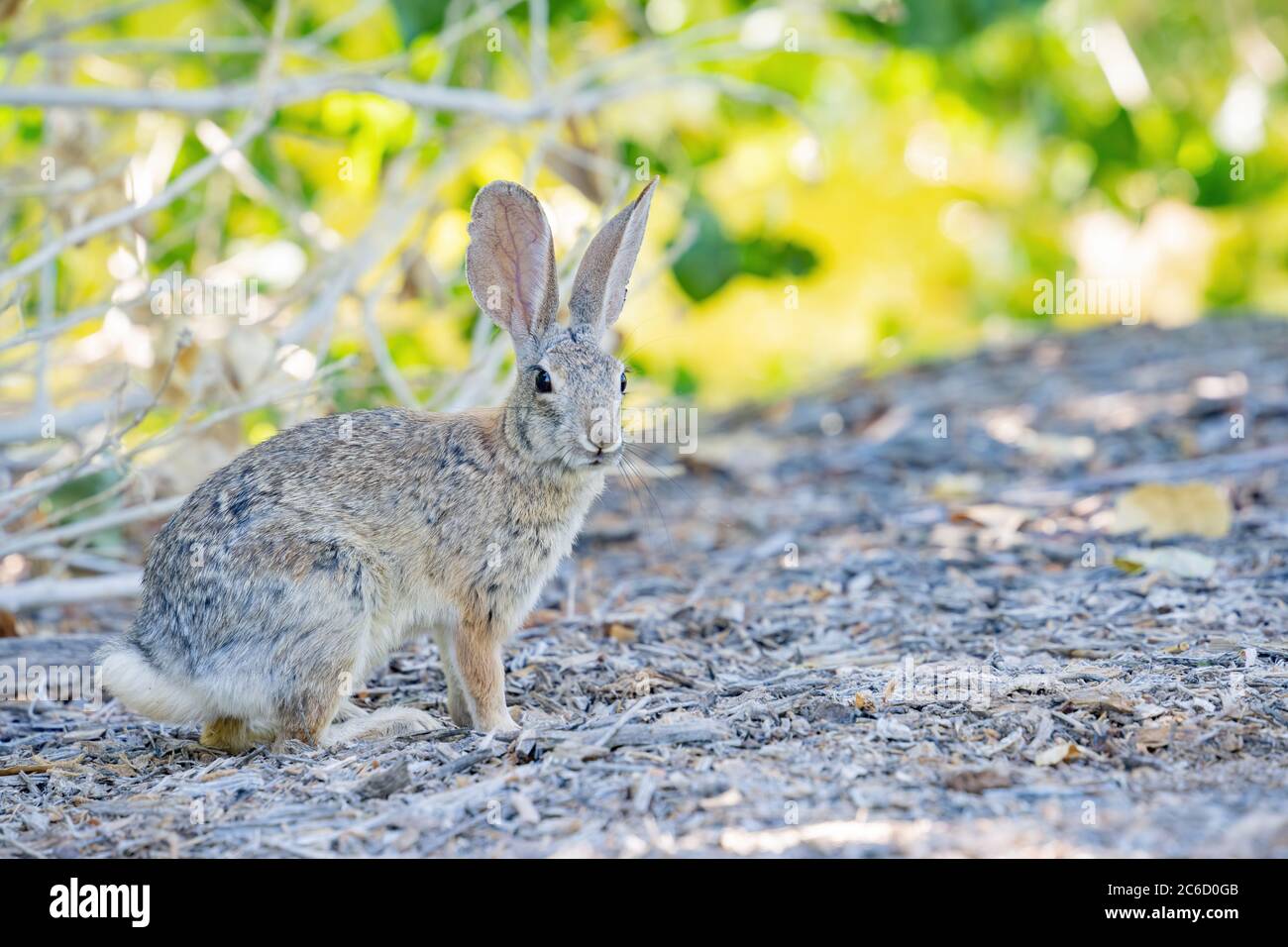 Black tailed jackrabbit las vegas hi-res stock photography and images ...