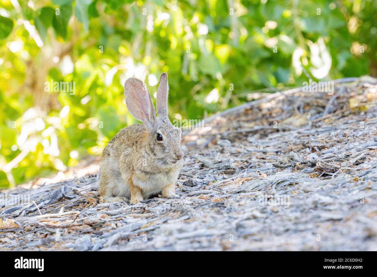 Audubons cottontail rabbits hi-res stock photography and images - Alamy