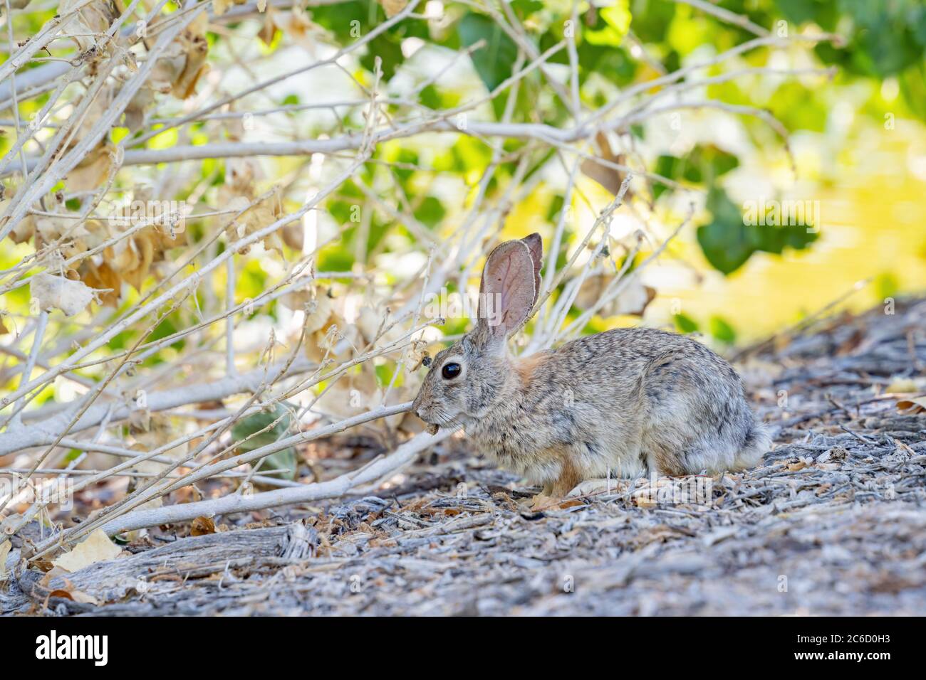 Lower keys rabbit hi-res stock photography and images - Alamy