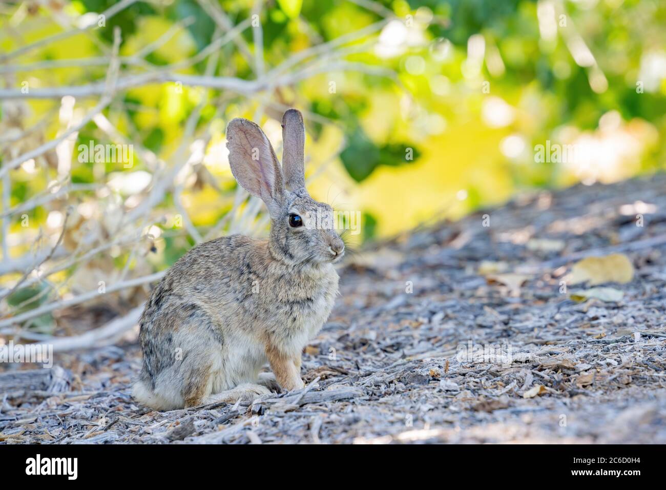 Black tailed jackrabbit las vegas hi-res stock photography and images ...