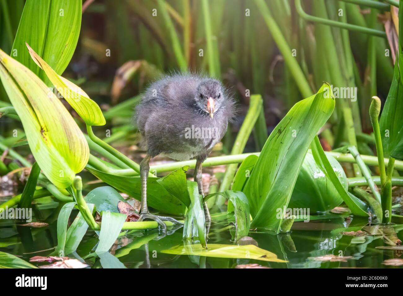 A little moorhen chick walks on the leaves of water lilies. Common ...