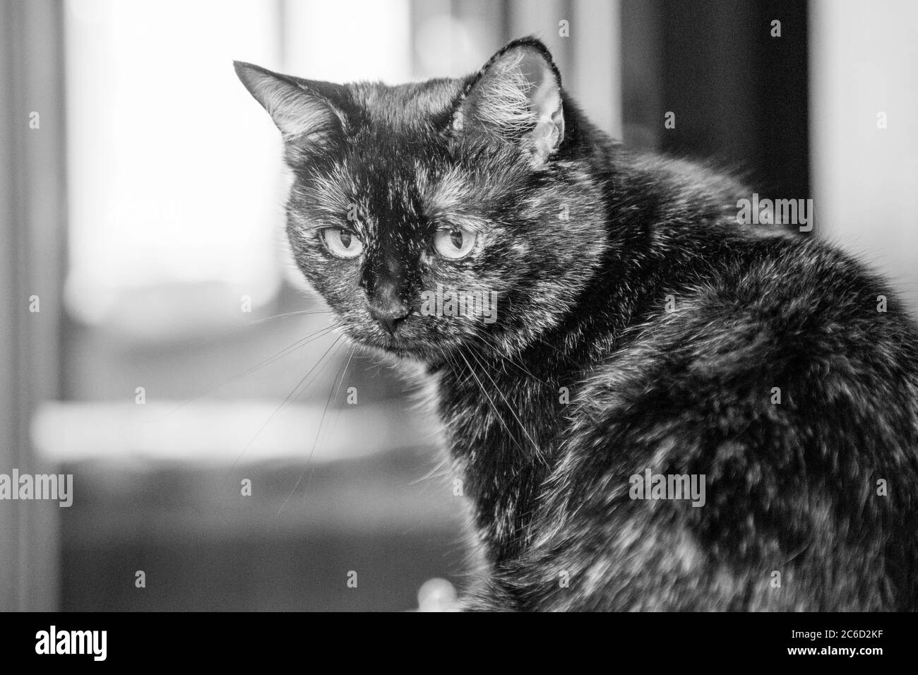 Cat looking out from behind a wall - black White version Stock Photo ...