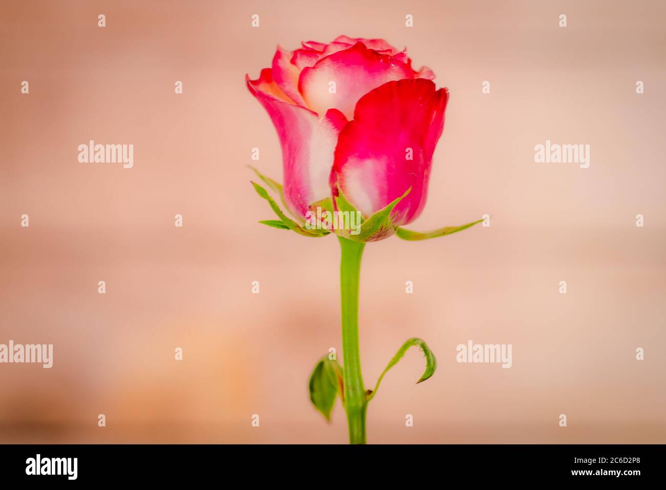 Close up of a bouquet of Paloma roses variety, studio shot, pink ...