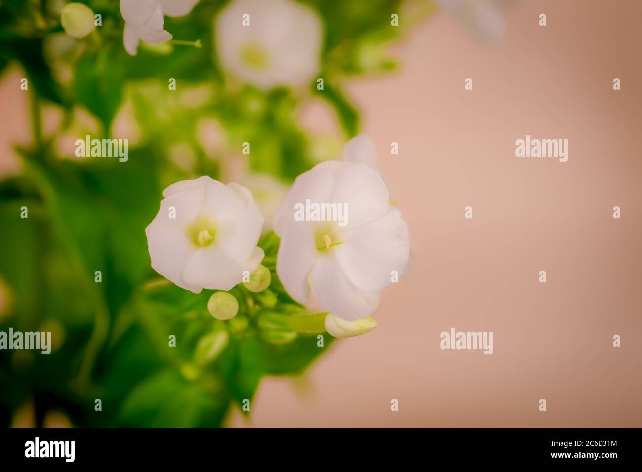 Close up of a bouquet of Phlox Ice Cap Summer Flowers variety, studio ...