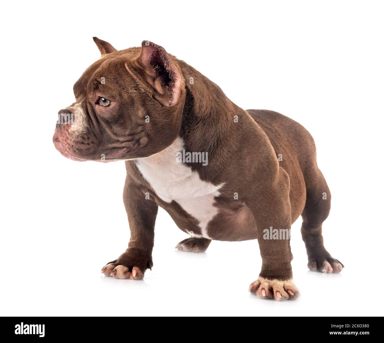 american bully in front of white background Stock Photo - Alamy