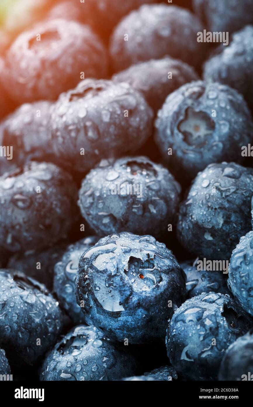 Juicy and ripe Blueberries close - up in full screen with dew drops ...