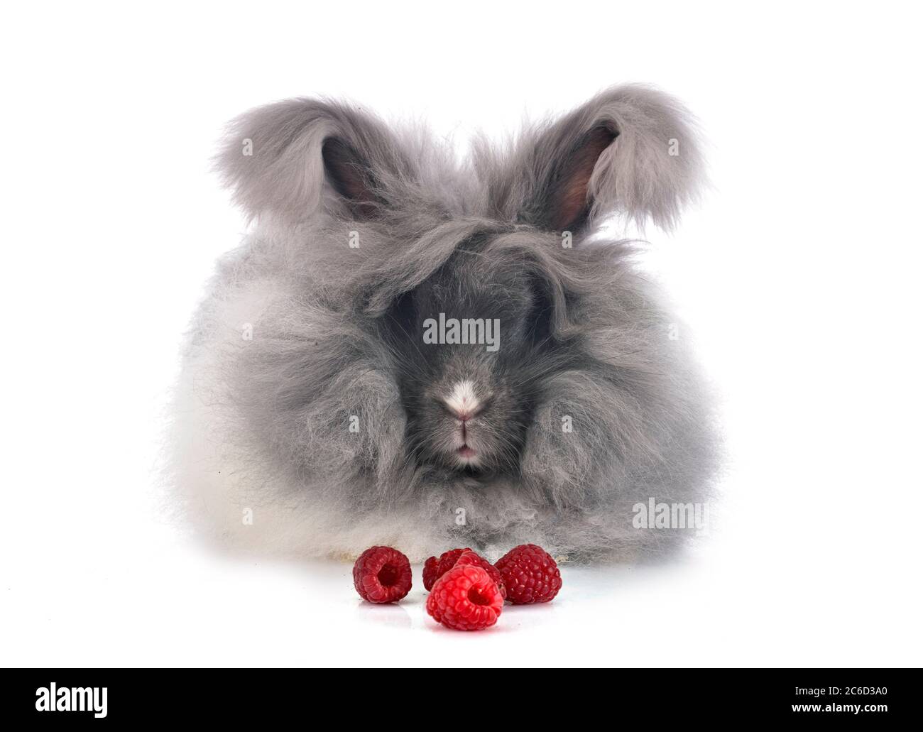 English Angora in front of white background Stock Photo - Alamy