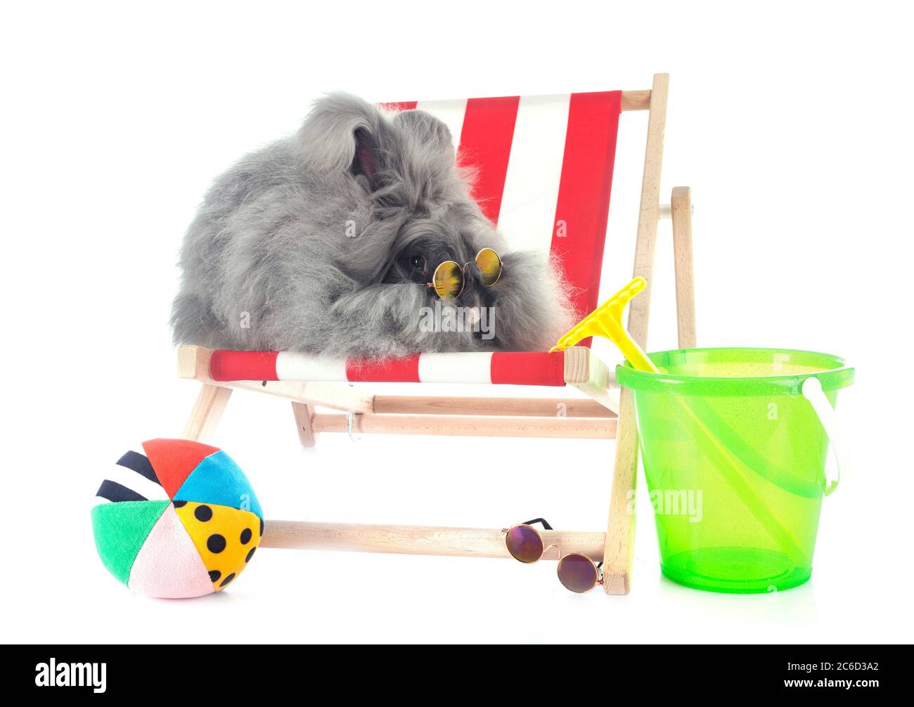 English Angora in front of white background Stock Photo - Alamy