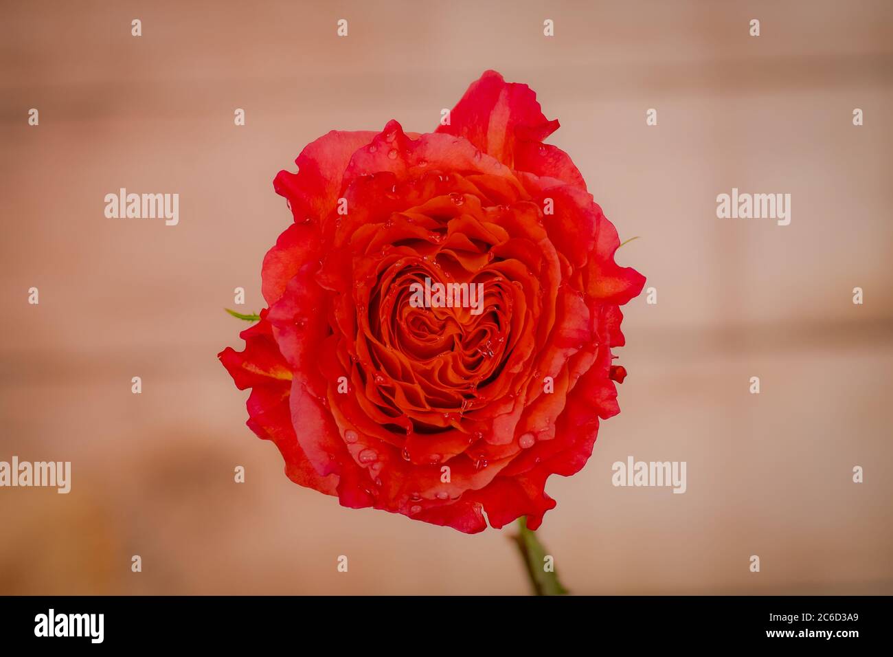 Close up of a bouquet of Free Spirit roses variety, studio shot, orange ...