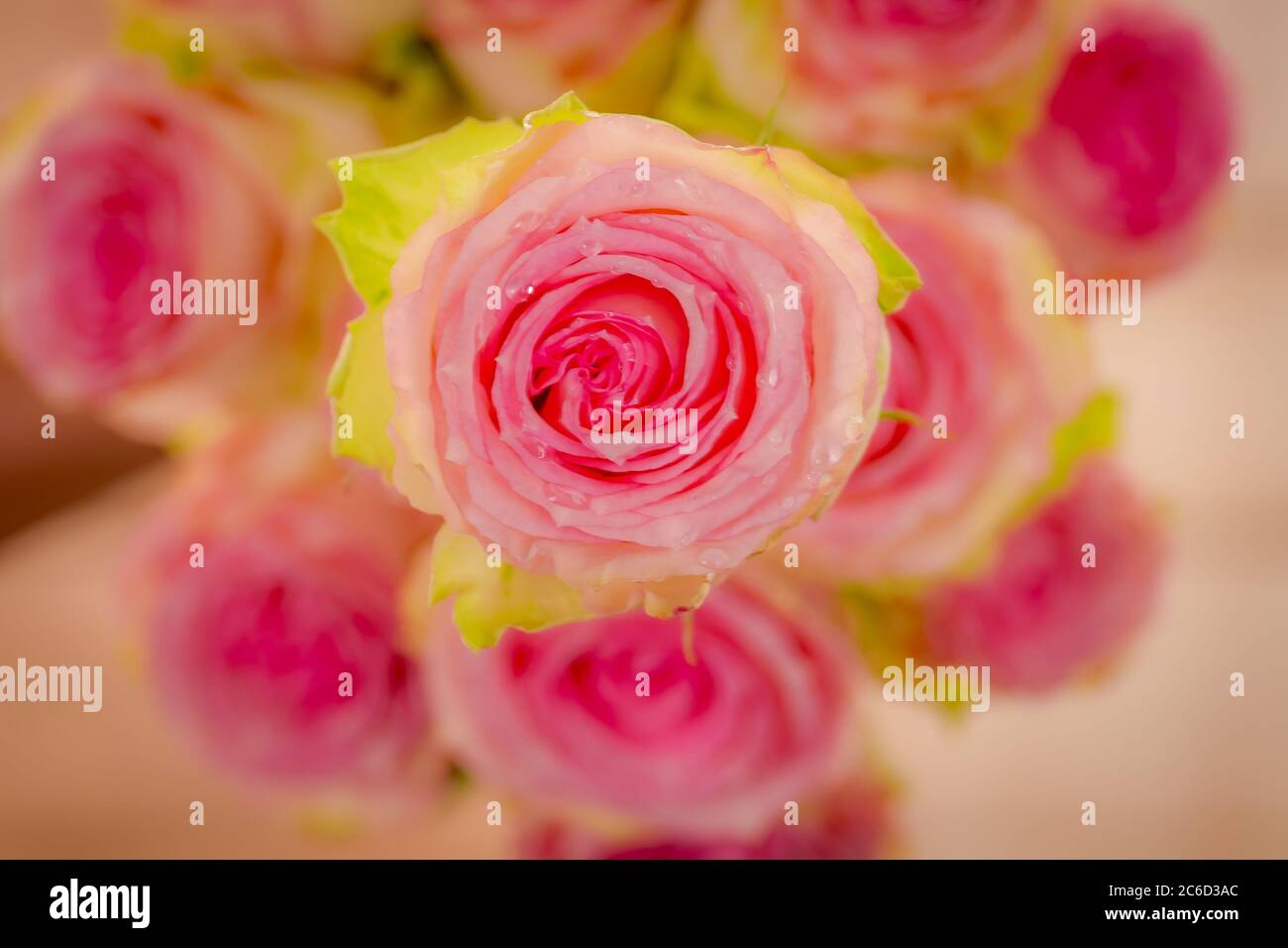 Close up of a bouquet of Esperance roses variety, studio shot, pink ...