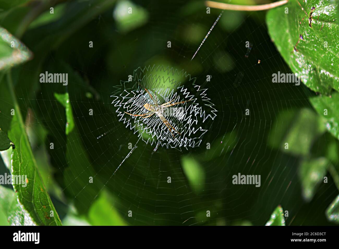 Spider taxonomy hi-res stock photography and images - Alamy