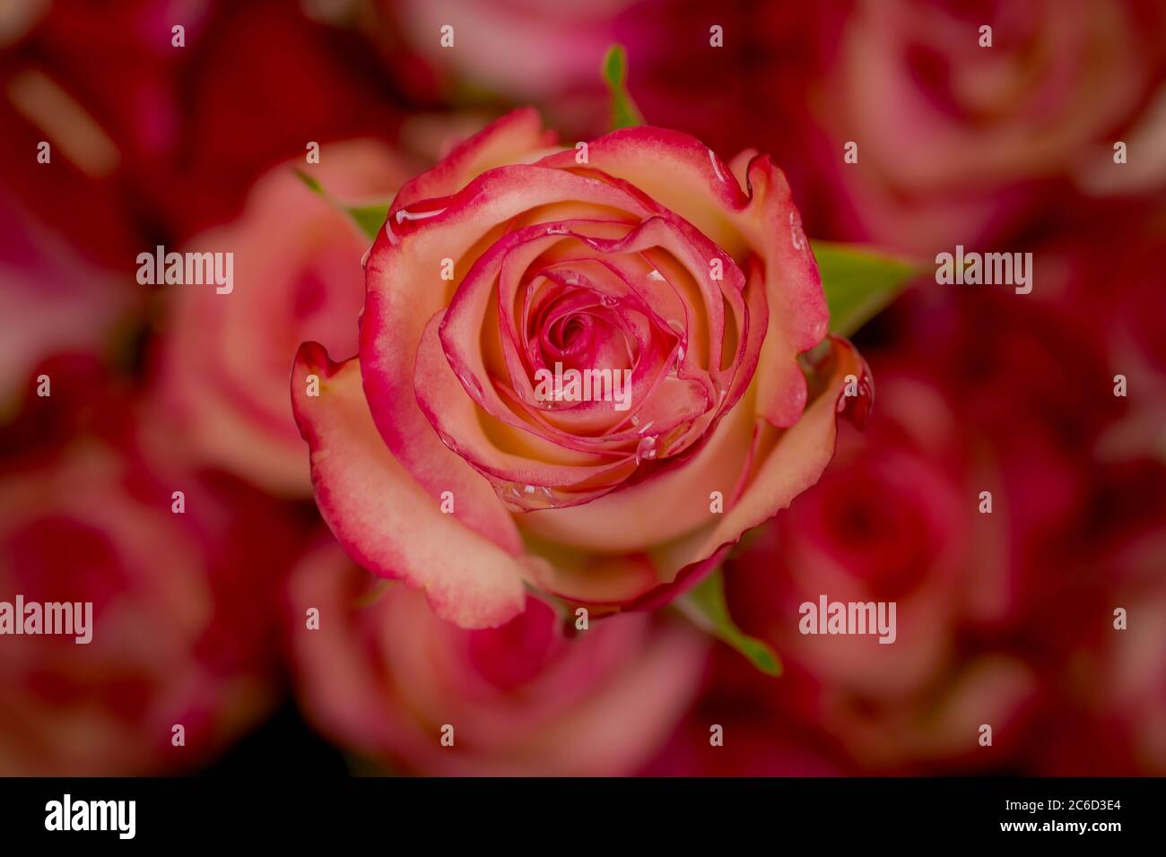 Close up of a bouquet of Paloma roses variety, studio shot, pink ...