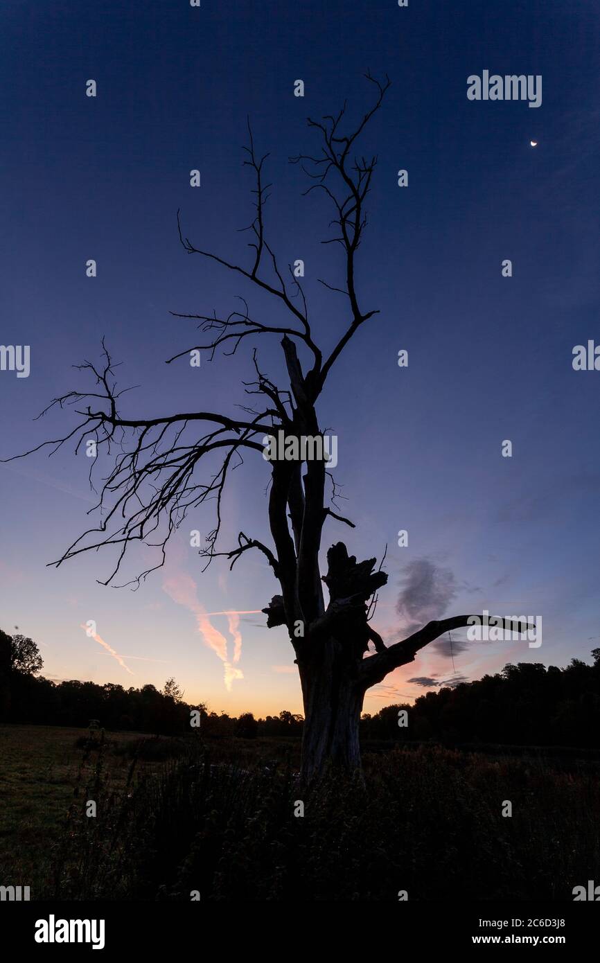 Tree in silhouette at twilight Stock Photo - Alamy