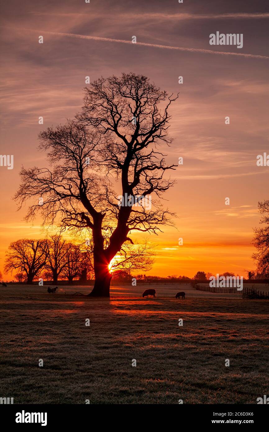Tree in silhouette at sunrise Stock Photo - Alamy