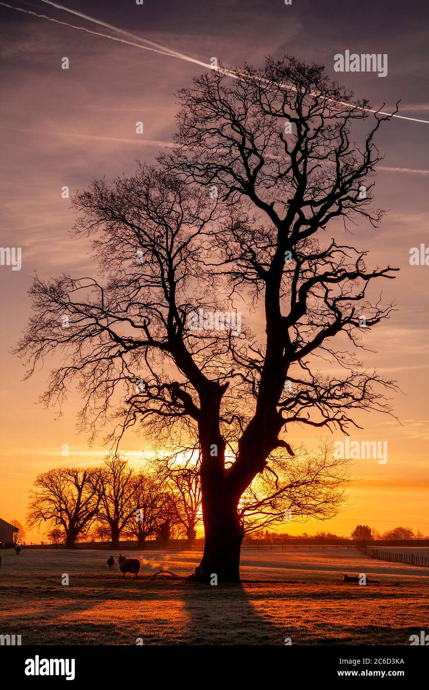 Tree in silhouette at sunrise Stock Photo - Alamy