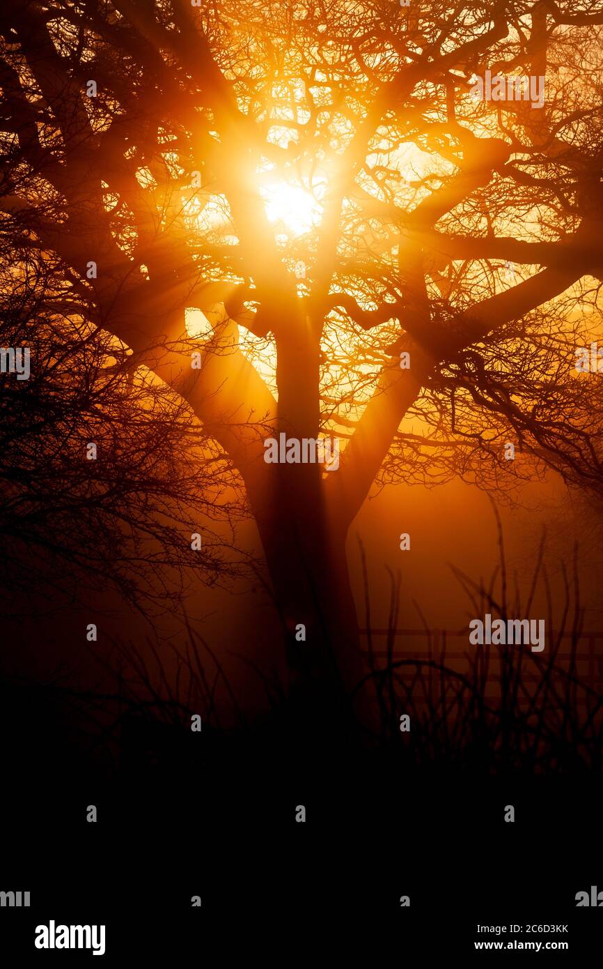 Tree in silhouette at sunrise Stock Photo - Alamy