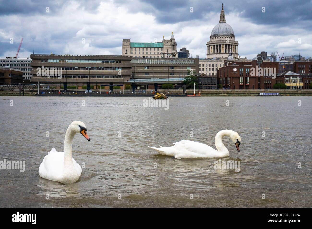A pair of swans swimming in the river Thames at Bankside opposite St ...