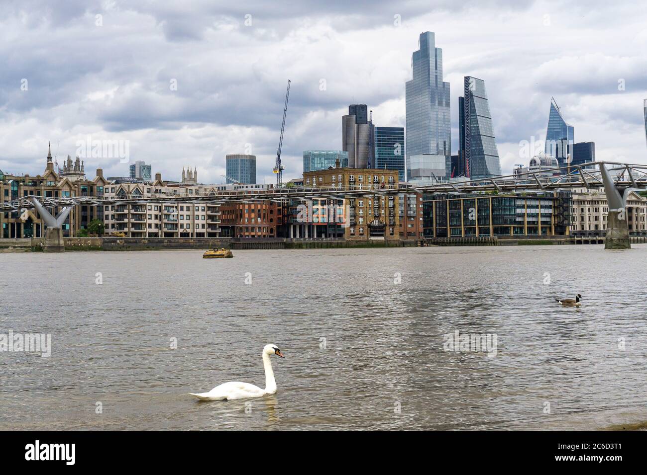 A single swan swimming in the river Thames at Bankside, London Stock ...