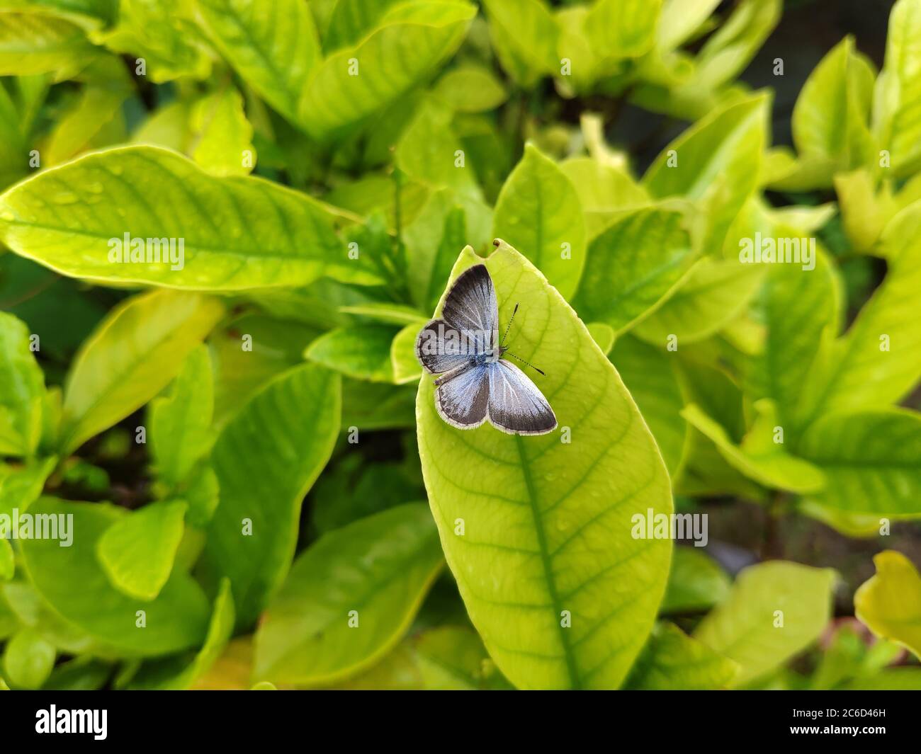 little blue colorful butterfly rest on the green leaf Stock Photo - Alamy