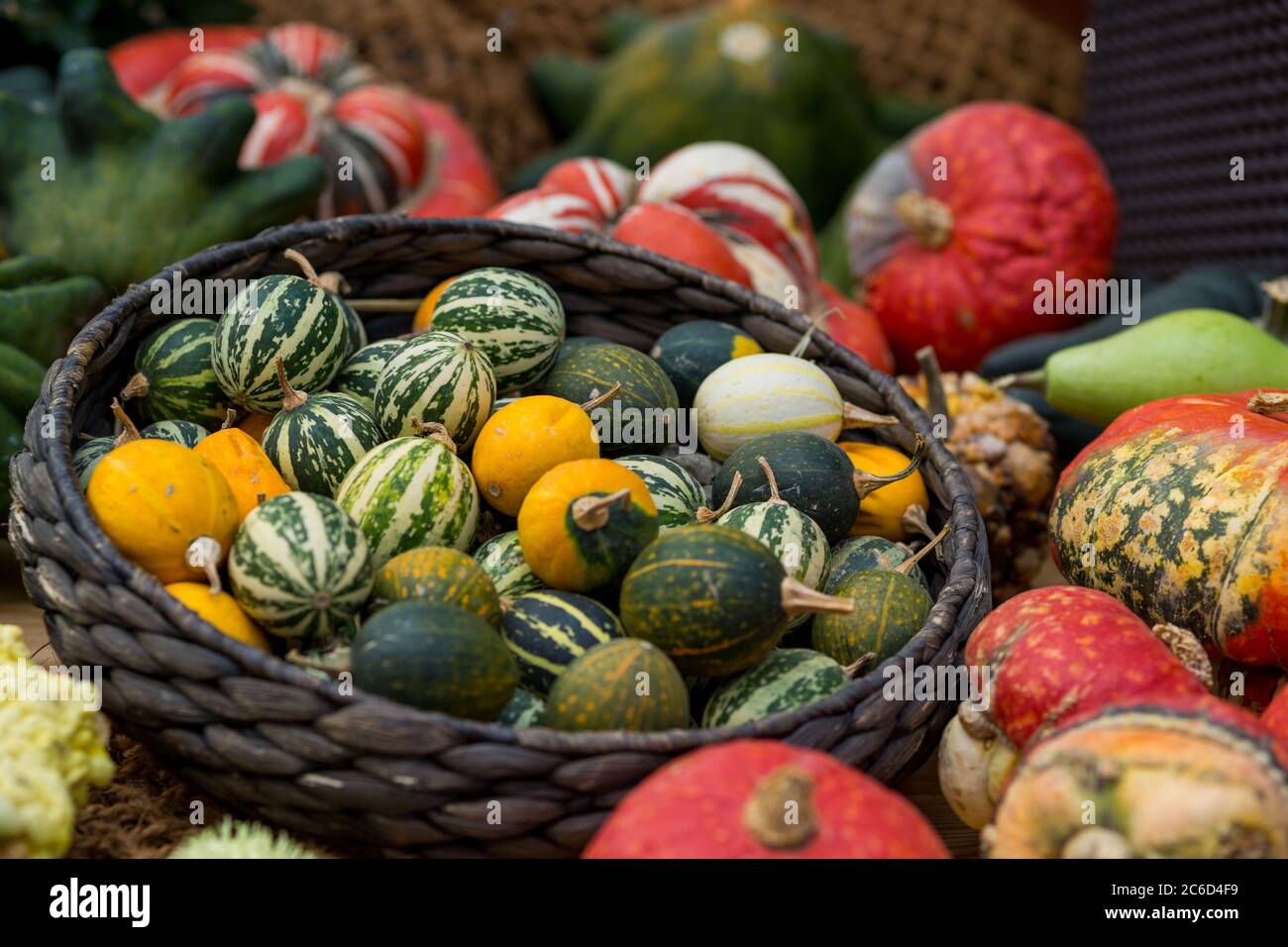 Close up of decoration with pumpkins on table Stock Photo - Alamy