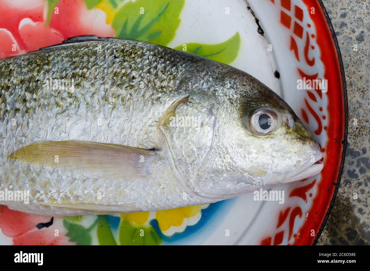 Silver grunt hi-res stock photography and images - Alamy