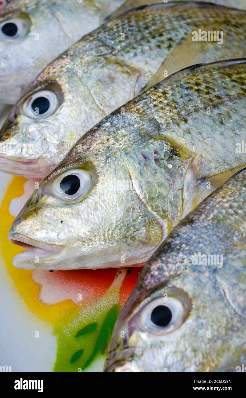 Fresh Lined Silver Grunt Fish for Cooking Stock Photo - Alamy
