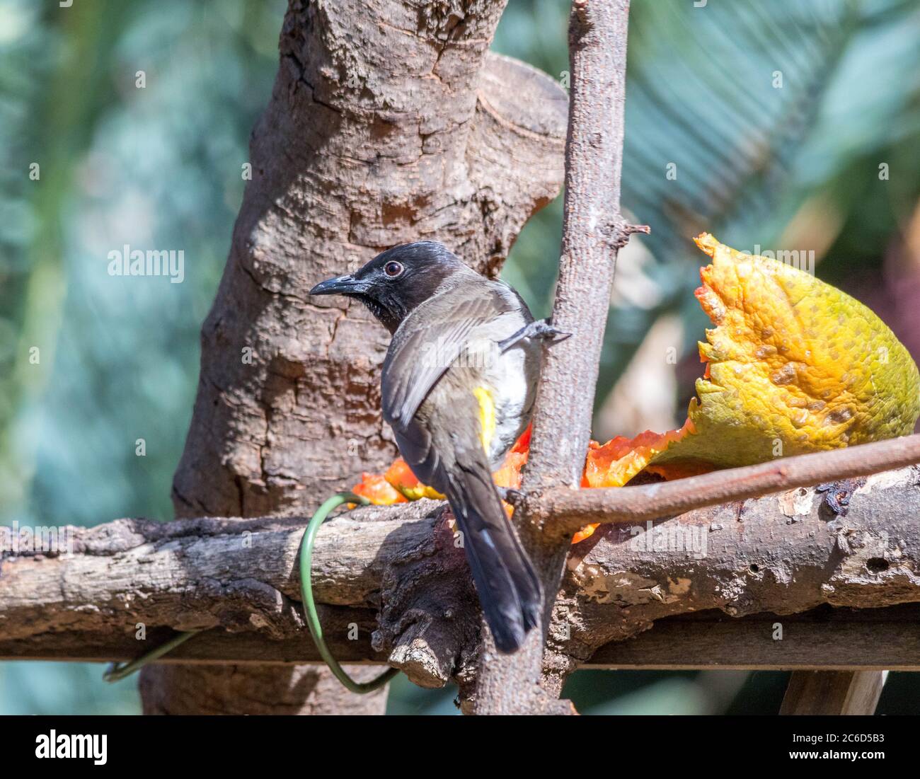 Dark capped bulbul south africa hi-res stock photography and images - Alamy
