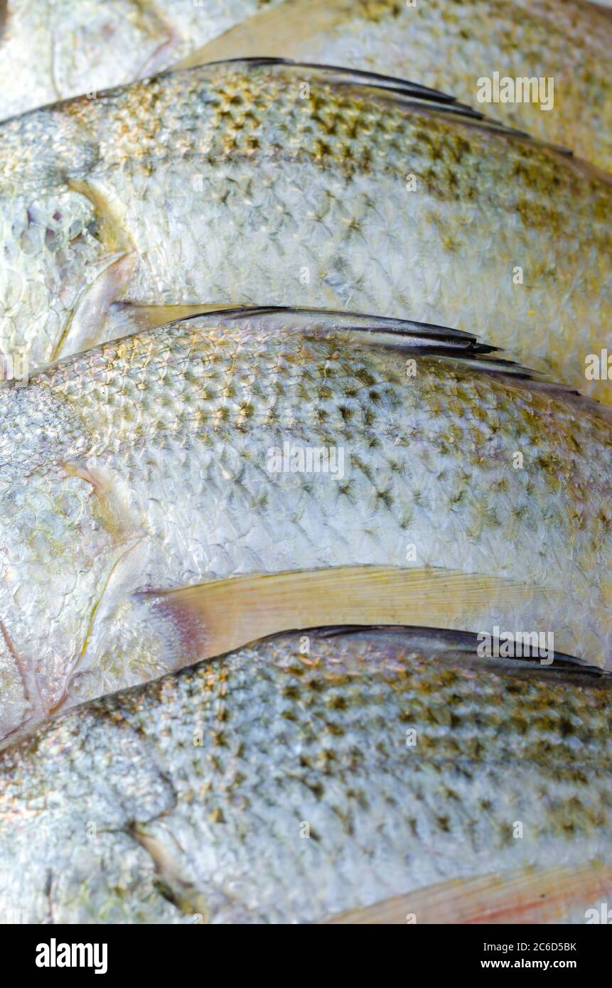 Silver grunt hi-res stock photography and images - Alamy