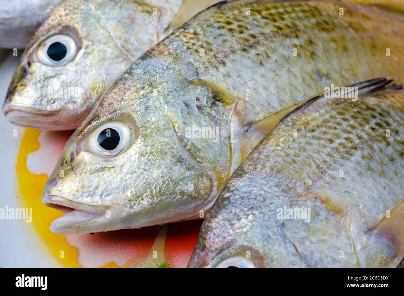 Silver grunt hi-res stock photography and images - Alamy
