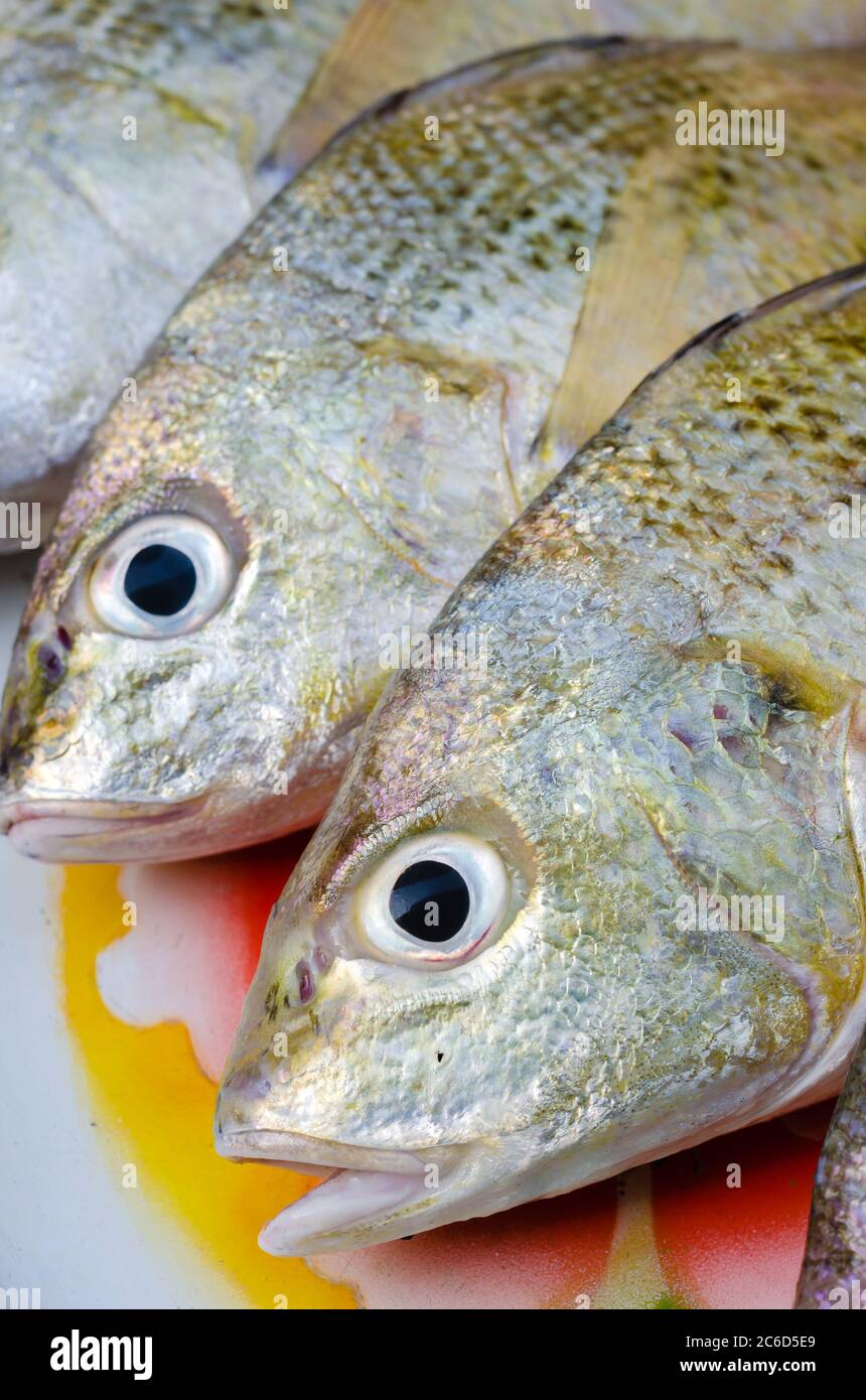 Lates calcarifer hi-res stock photography and images - Alamy