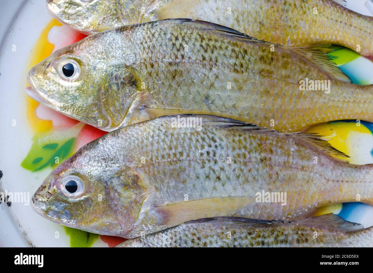 Silver grunt hi-res stock photography and images - Alamy